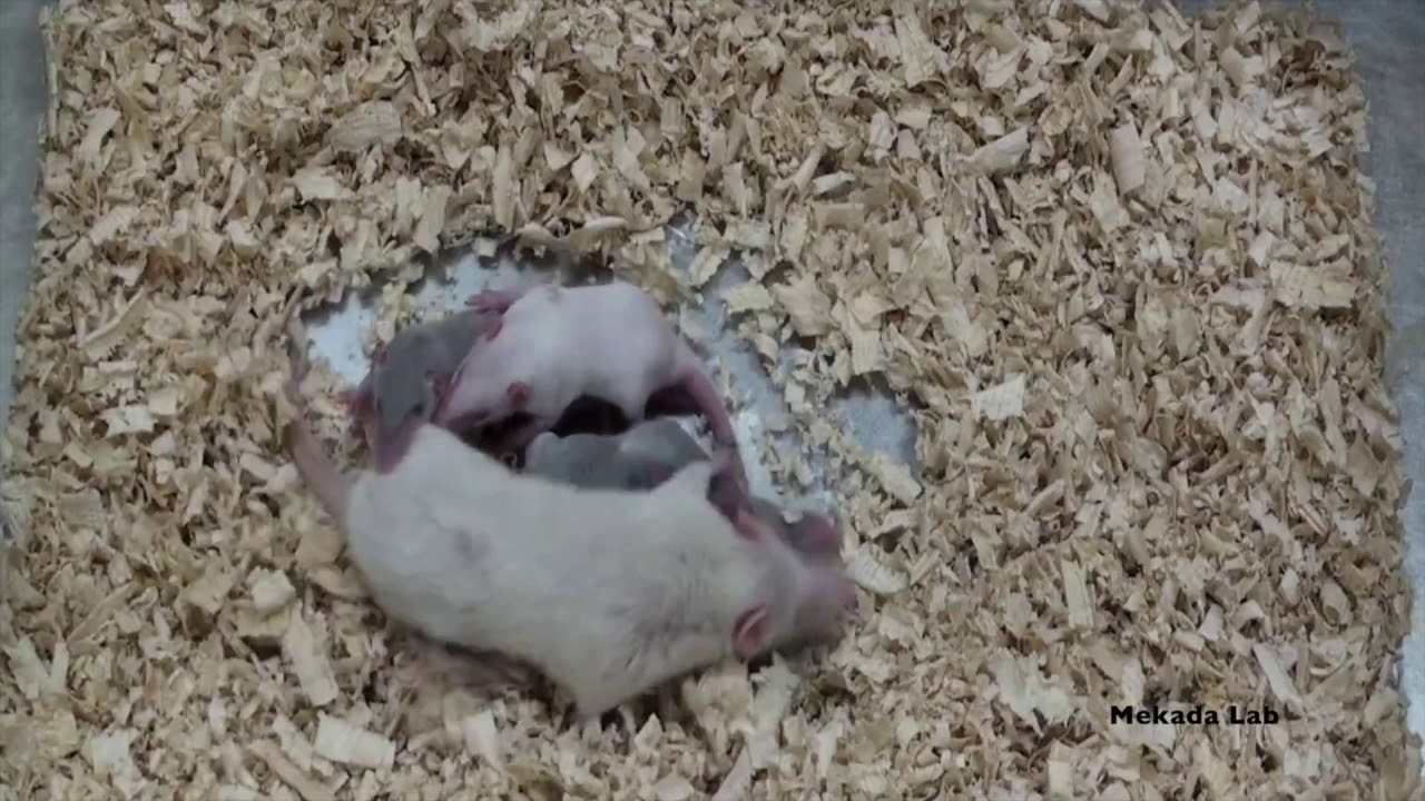 ジャコウネズミ house shrew / キャラバン行動 Caravan behavior (part 3) - YouTube