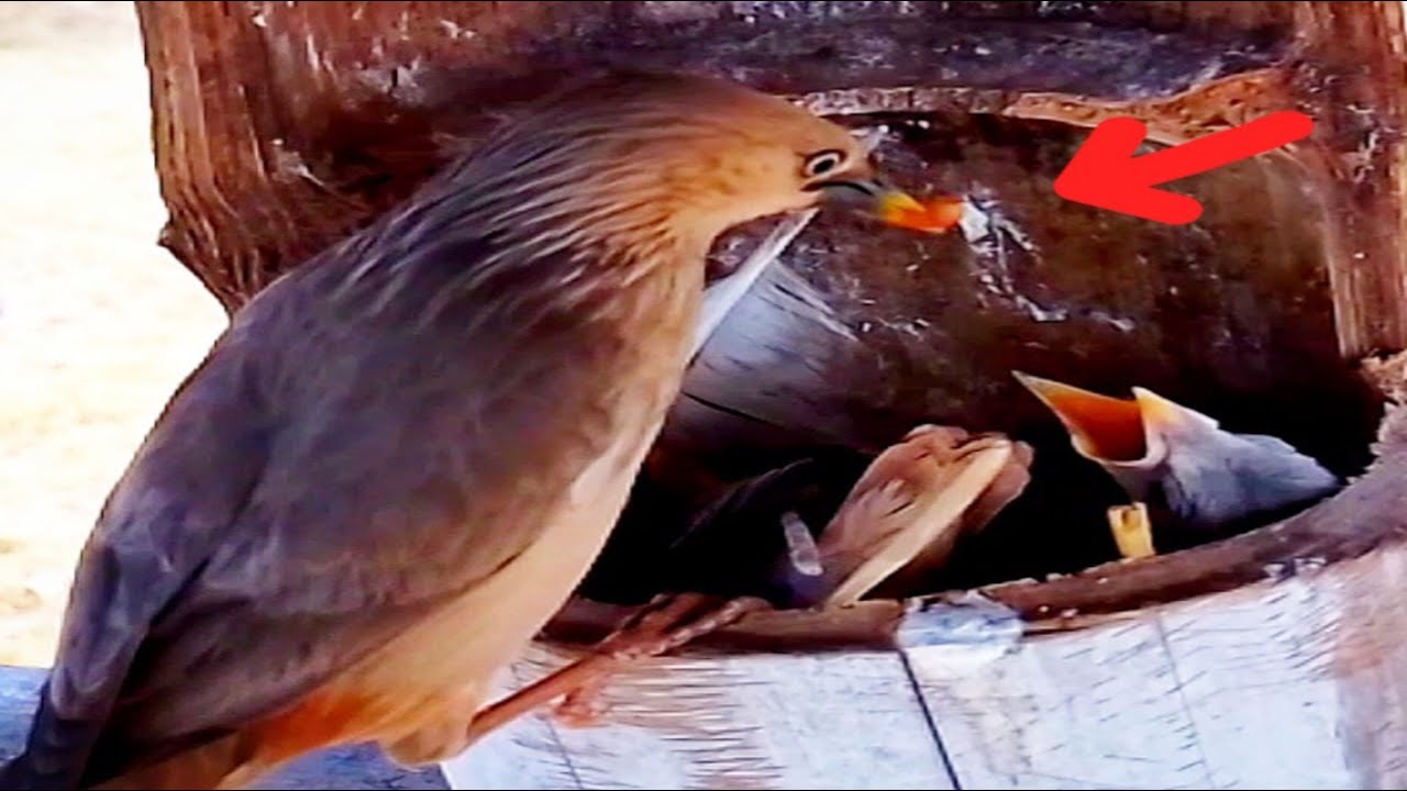 Common myna Birds bring food to feed babies#bird - YouTube