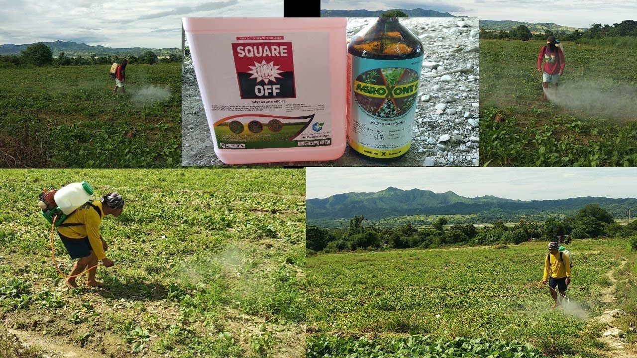 SQUARE OFF 4LTR & AGROXONE 32 OZ - YouTube