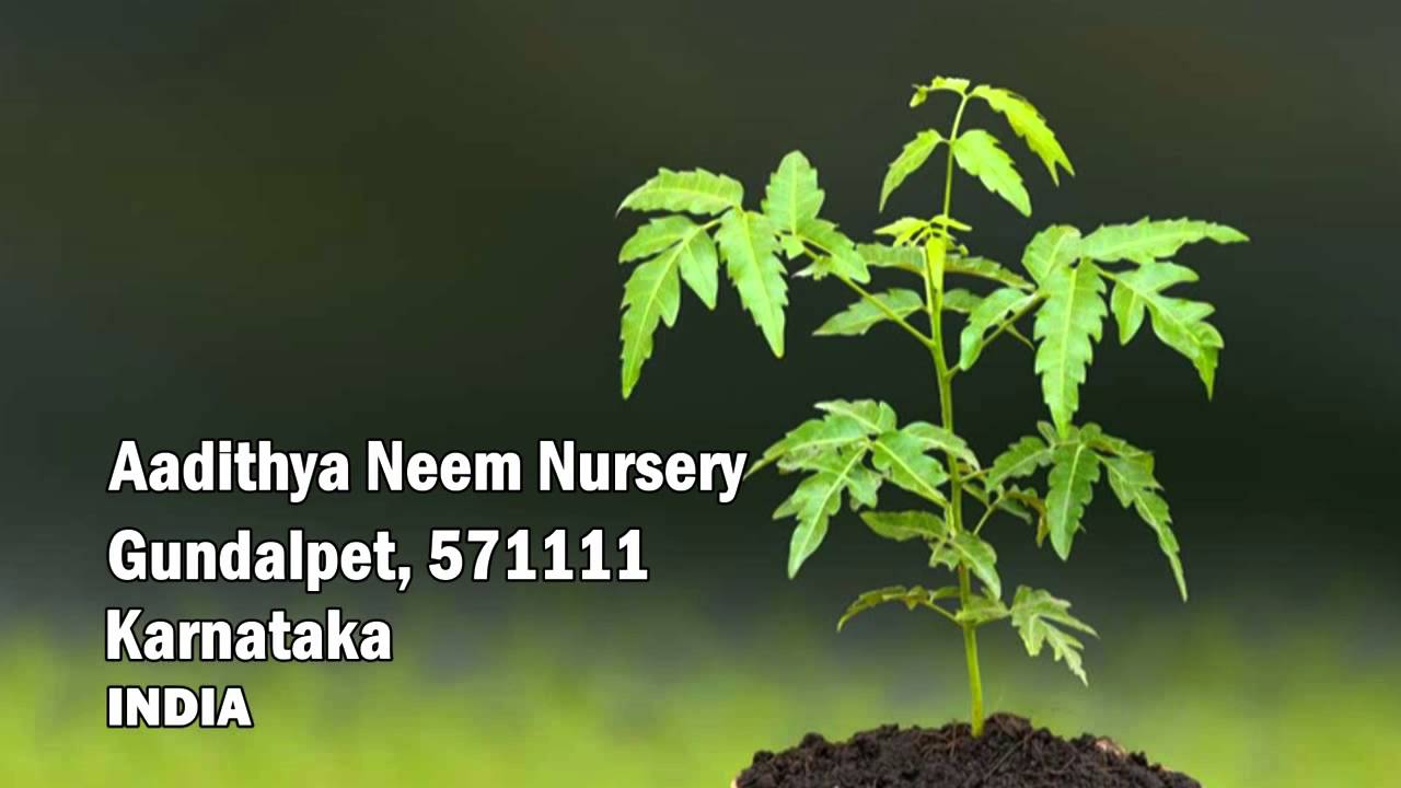Melia Dubia Plants Wholesale Suppliers ( Malabar Neem, Malabar Vepa ...