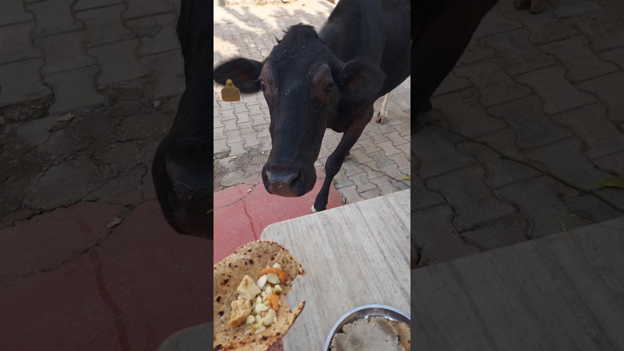 Feed hungry 😋 street cows 🐄🐃🥰 - YouTube