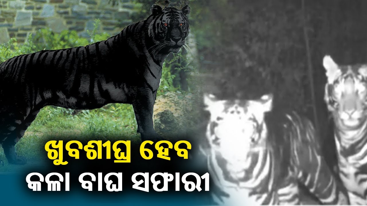 Odisha all set to start world’s first-ever black tiger safaris in ...