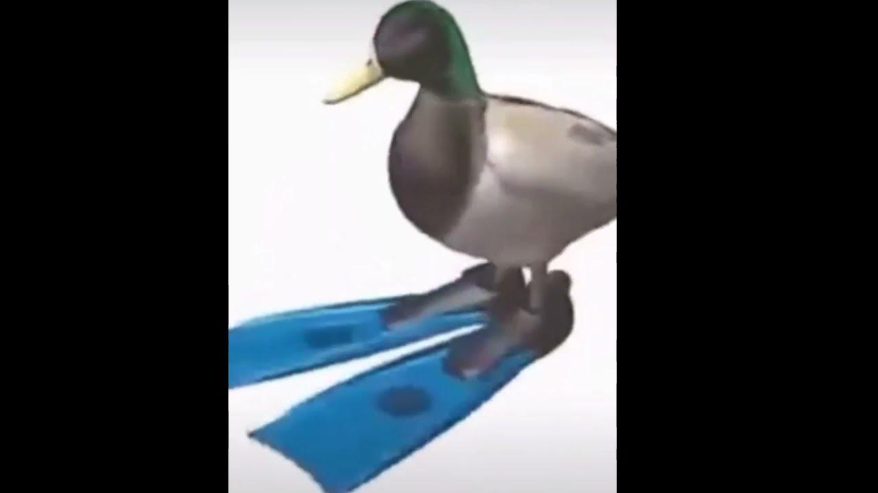 утка в ластах - YouTube