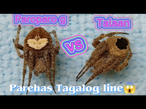 Laban na mabilisan😱🔥 paroparo G vs Talaan🕷️ Parehas tagalog line 💪 ...