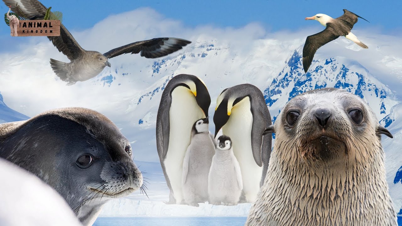 Antarctic Wildlife Compilation: Discover 16 Fascinating Species - YouTube