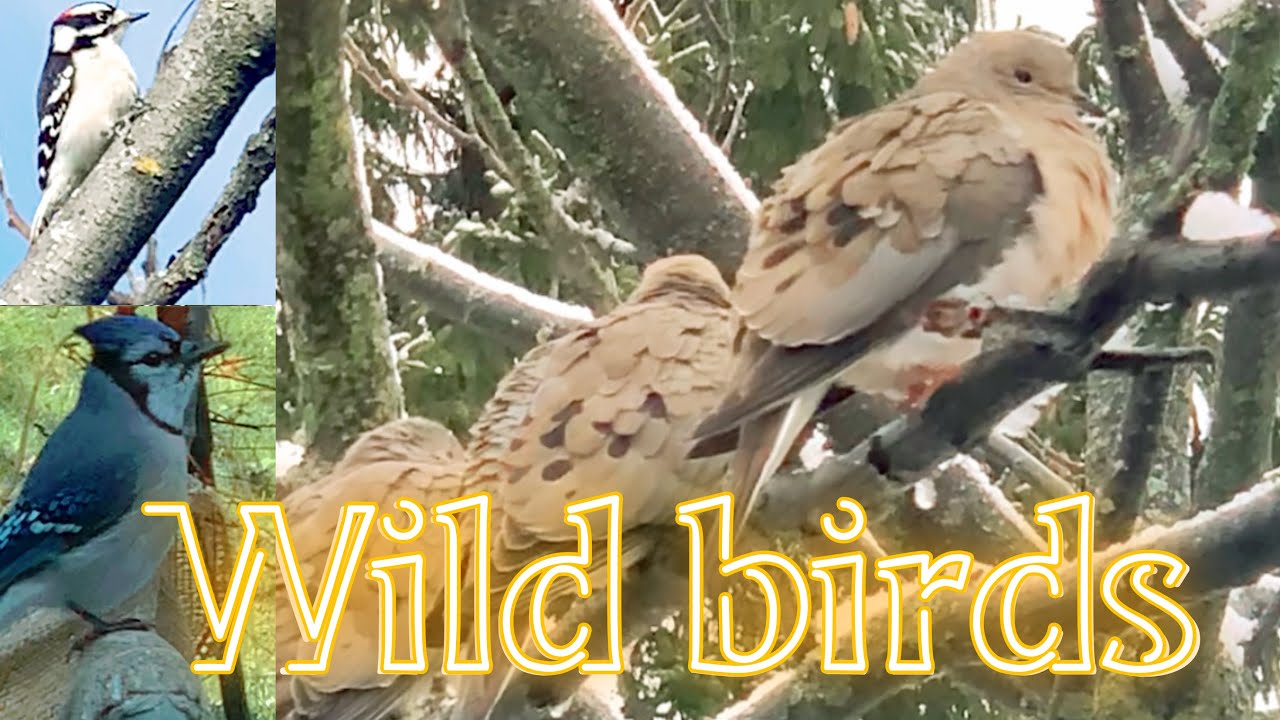 Beautiful wild birds in the backyard #wildlife #birds #Helen & Jr. Vlog ...