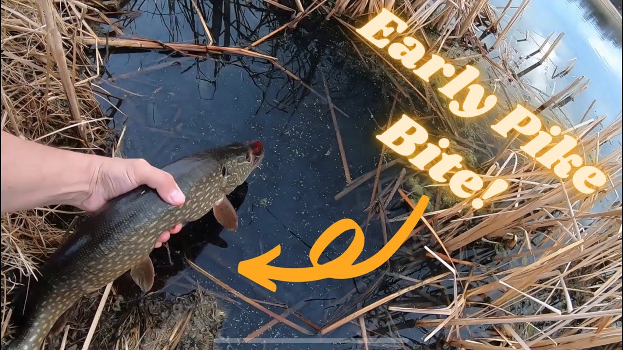 Colorado Pike Fishing, early season bite! - YouTube