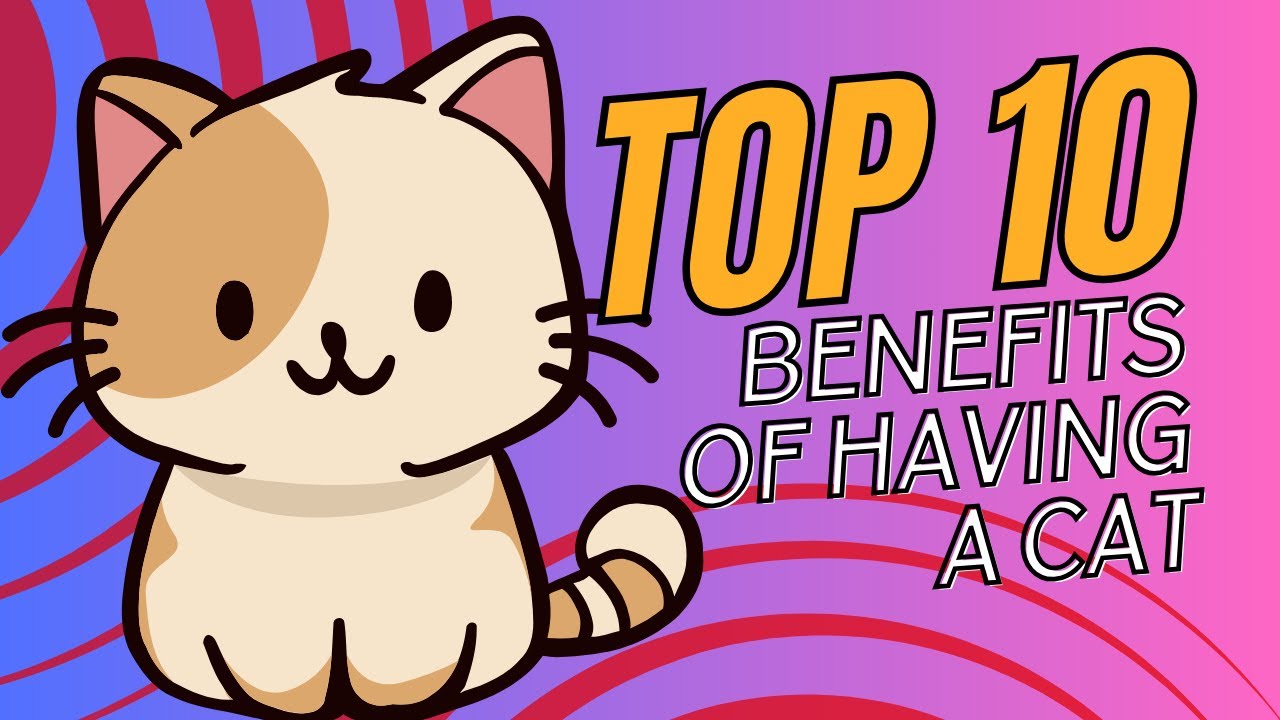 TOP 10 BENEFITS OF HAVING A CAT - YouTube
