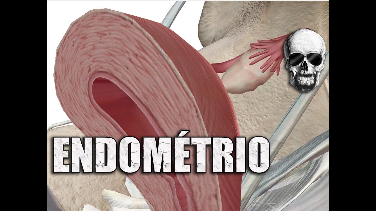 Endométrio | Videonário Anatomia de A a Z - YouTube