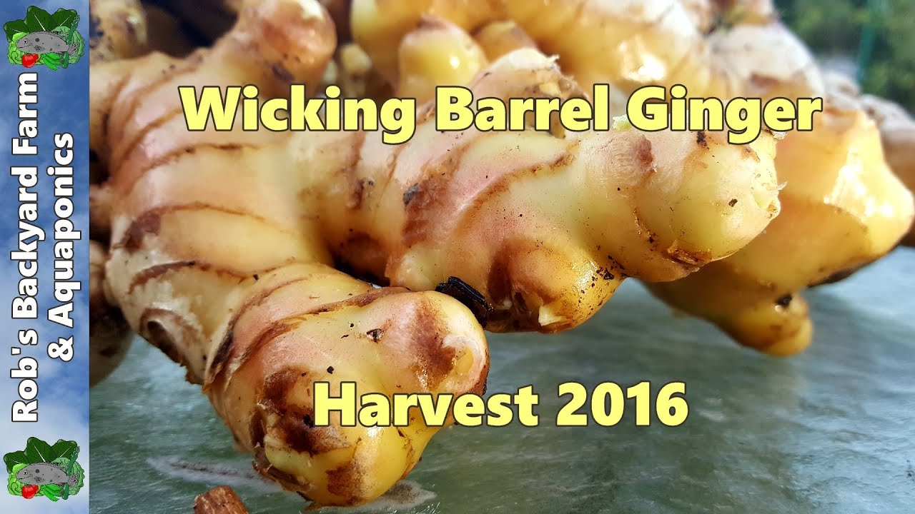 Wicking Barrel Ginger Harvest 2016. - YouTube