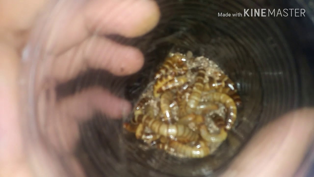 FEEDING MY KOI'S WITH SUPERWORM - YouTube