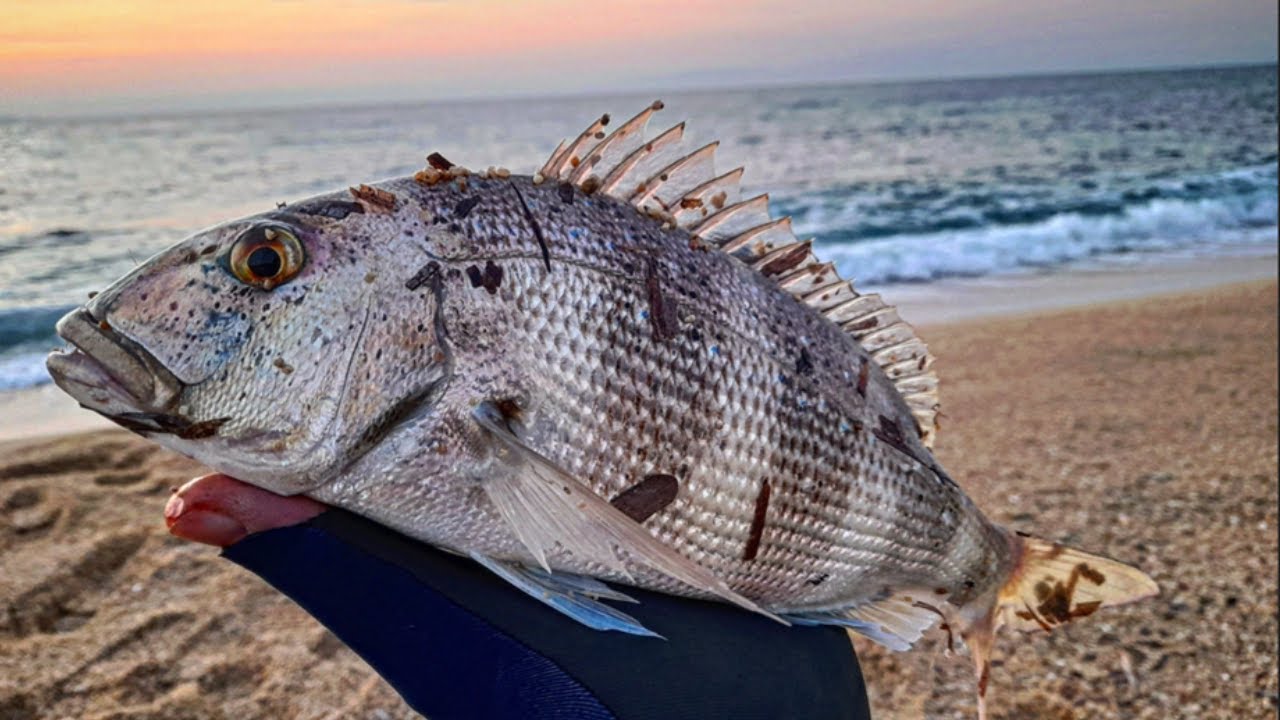 Η συναγρίδα ένα από τα πιο εκλεκτά ψάρια #greekfish #fishing #ψάρεμα ...