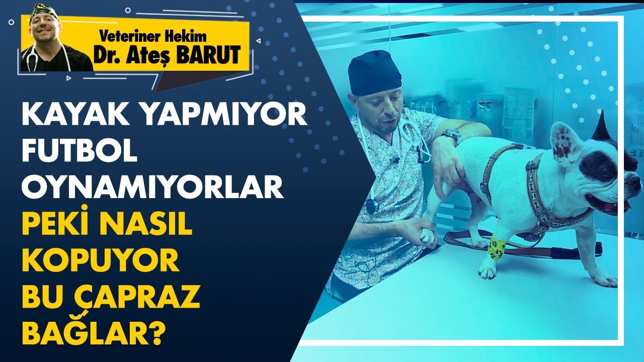 Köpeklerde çapraz bağ neden kopar? - YouTube