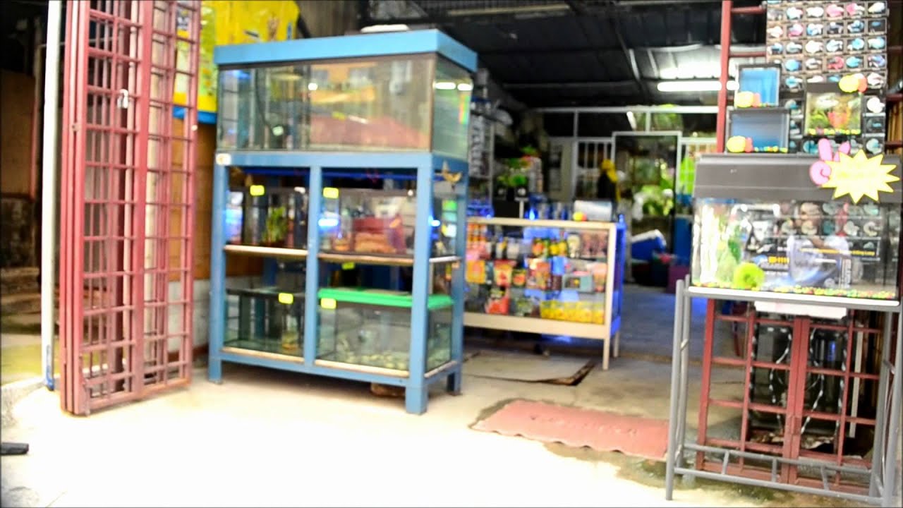 betta shop aquarium 2012 - YouTube