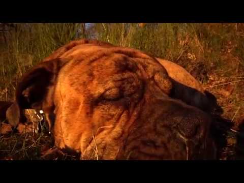 The NeroProjekt,... Der schnarcht der Hund,..