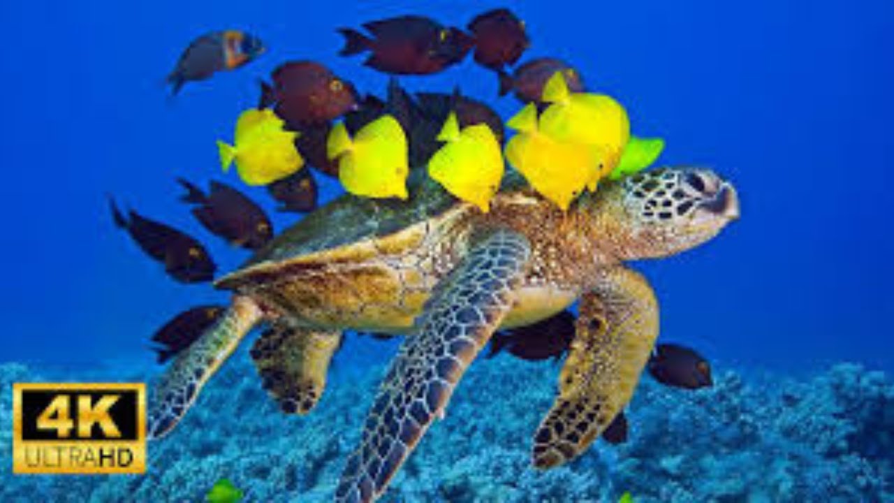Hours of Beautiful Coral Reef Fish, Relaxing Ocean Fish, Stunning ...