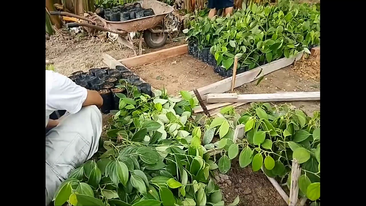 BELAJAR STEK MERICA PERDU# HASIL STEKNYA BANYAK BANGET BRO....RIAU ...