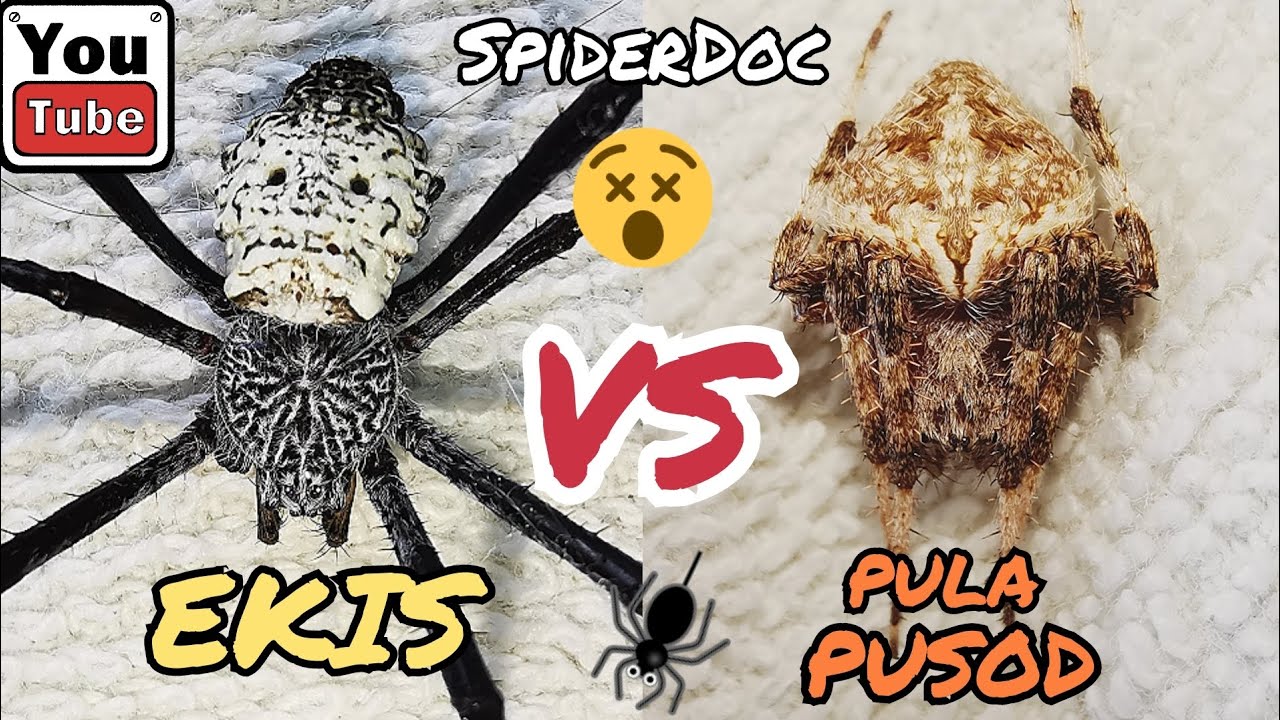 EKIS vs PULAPUSOD. Isang Kagat Nanlambot Agad. Grabeng Tapang ng ...