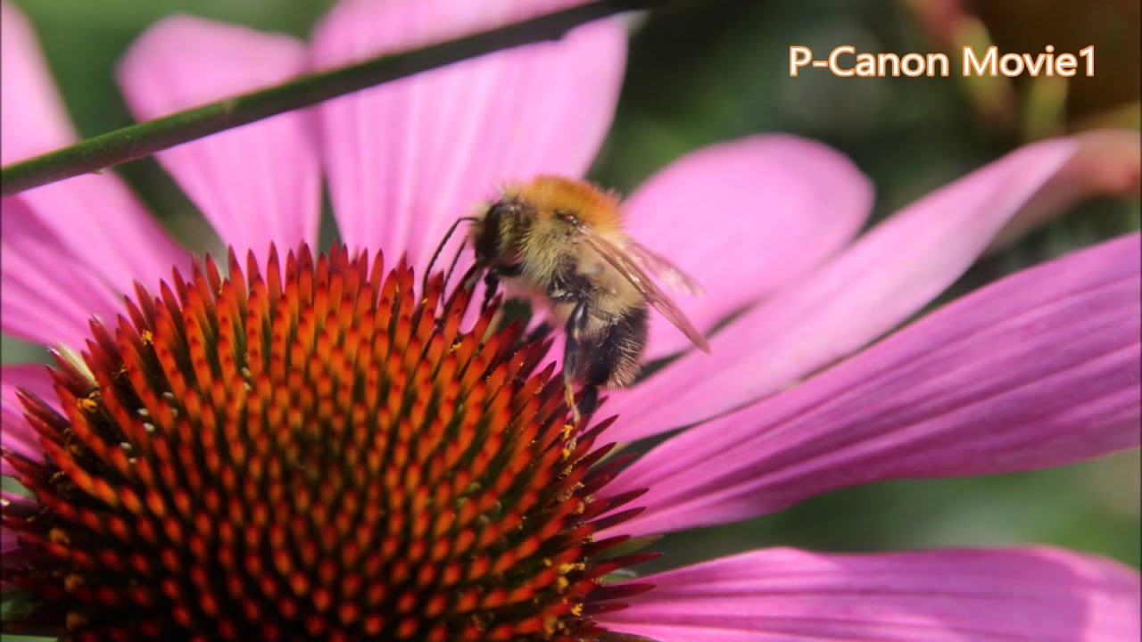 P-Canon-Flowers - YouTube