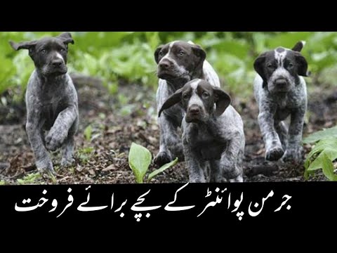 German Pointer Pupy For Sale In Pakistan | German Pointer Dog | - YouTube