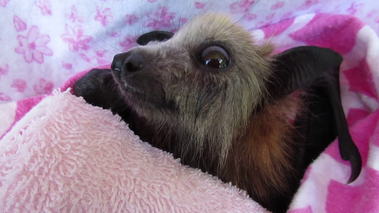 Stunning baby Grey flying-fox wiggling her ears - YouTube