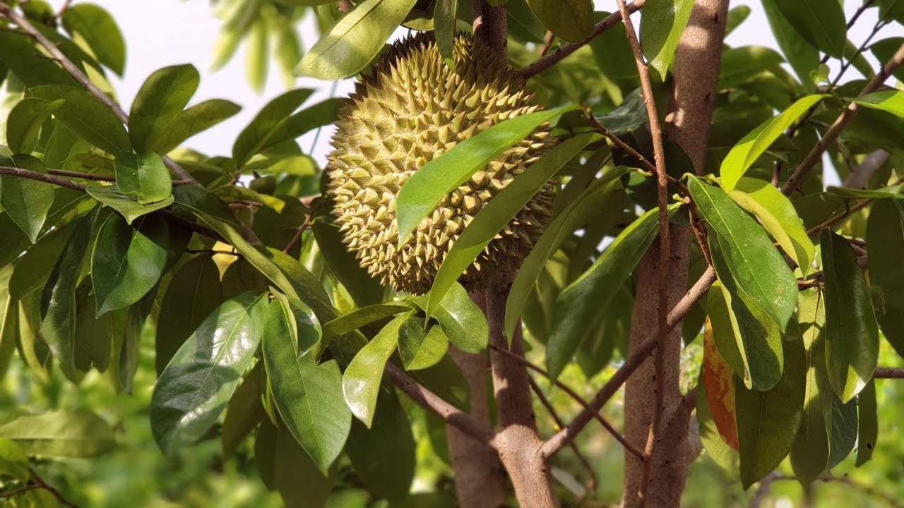 Pokok Durian Pelik- Pkp hari ke 97 - YouTube