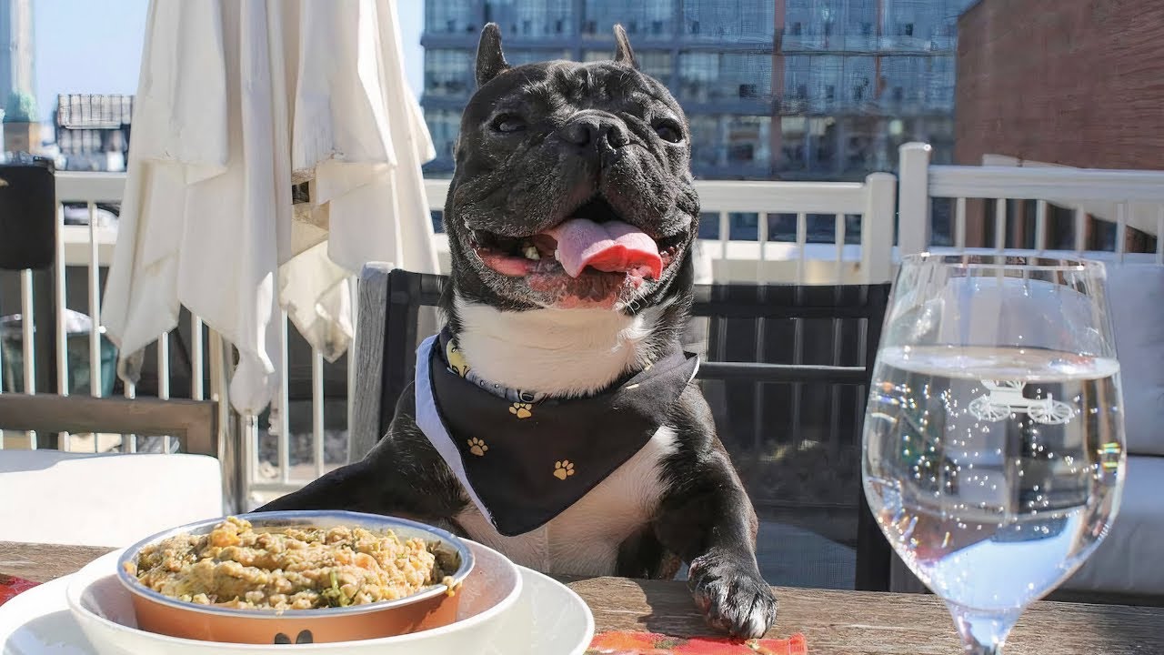 This Toronto restaurant has a menu designed for dogs - YouTube