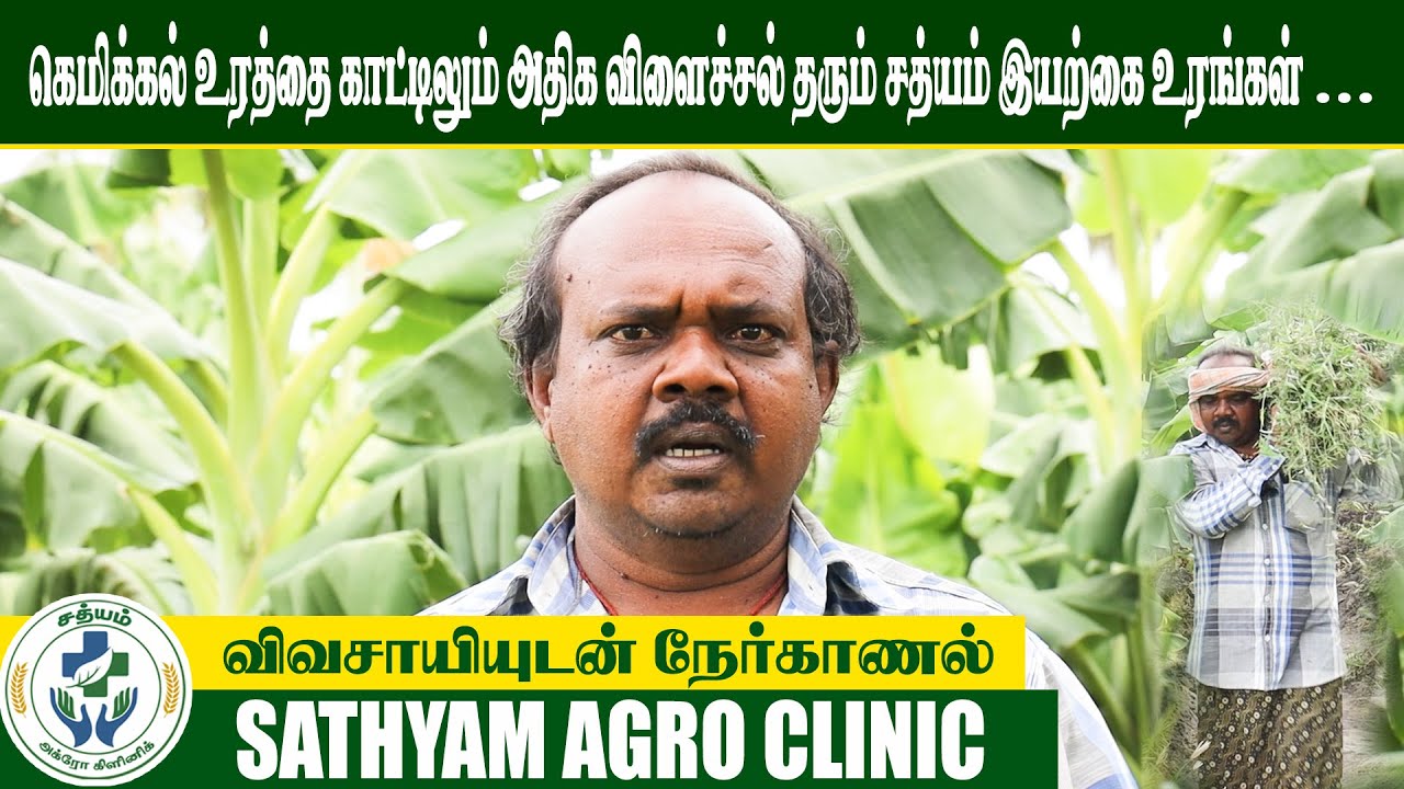 Farmer Interview l Banana Tree Farming l Sathyam Agro Clinic - YouTube