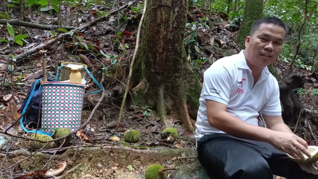 Mulung Durian Di Ulu Belabut, Balleh Kapit. - YouTube