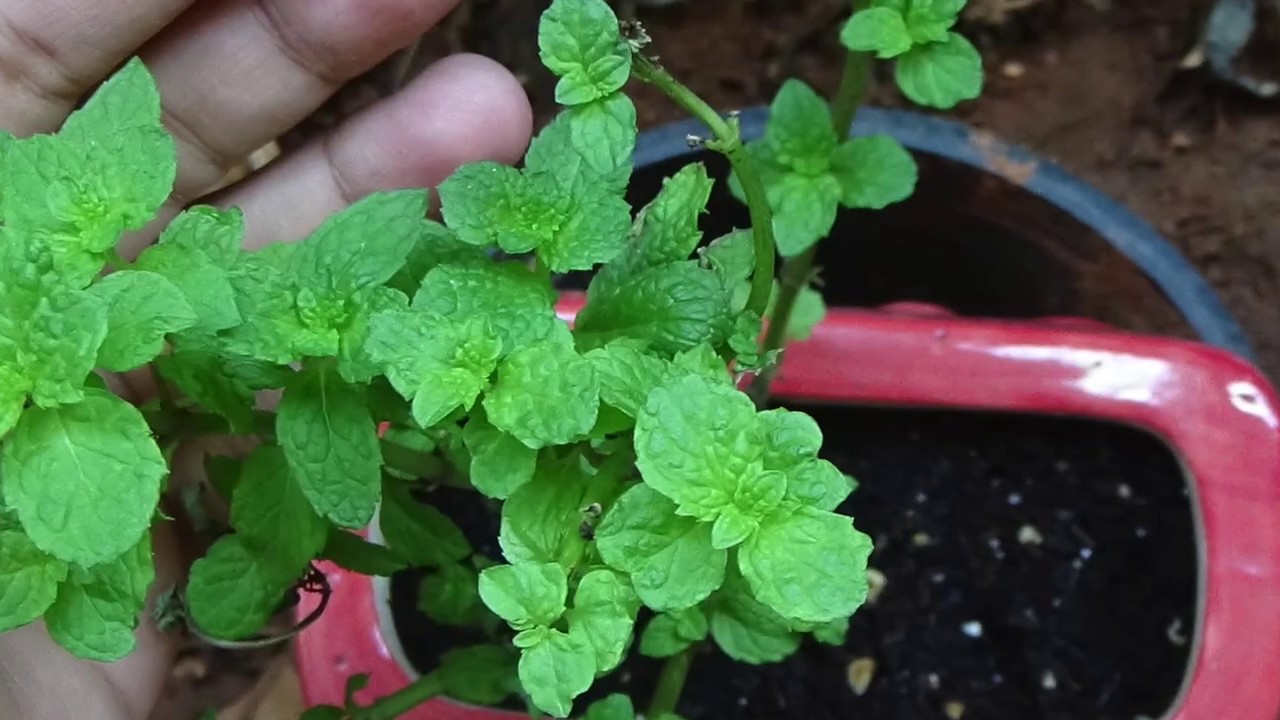 Growing Mint at home - YouTube