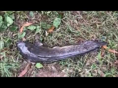 cewek hot mancing ikan gabus liar