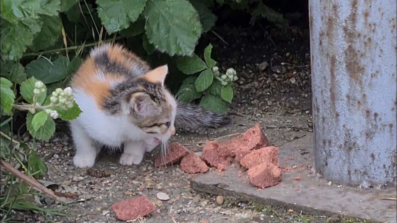 Hranim cicku bolničku sa 5 macica... Valjevo - jun 2023. - YouTube