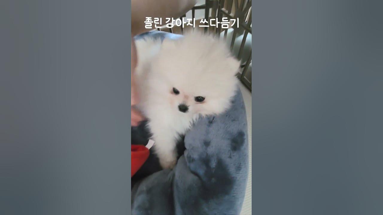 졸린 강아지 쓰다듬기 Youtube