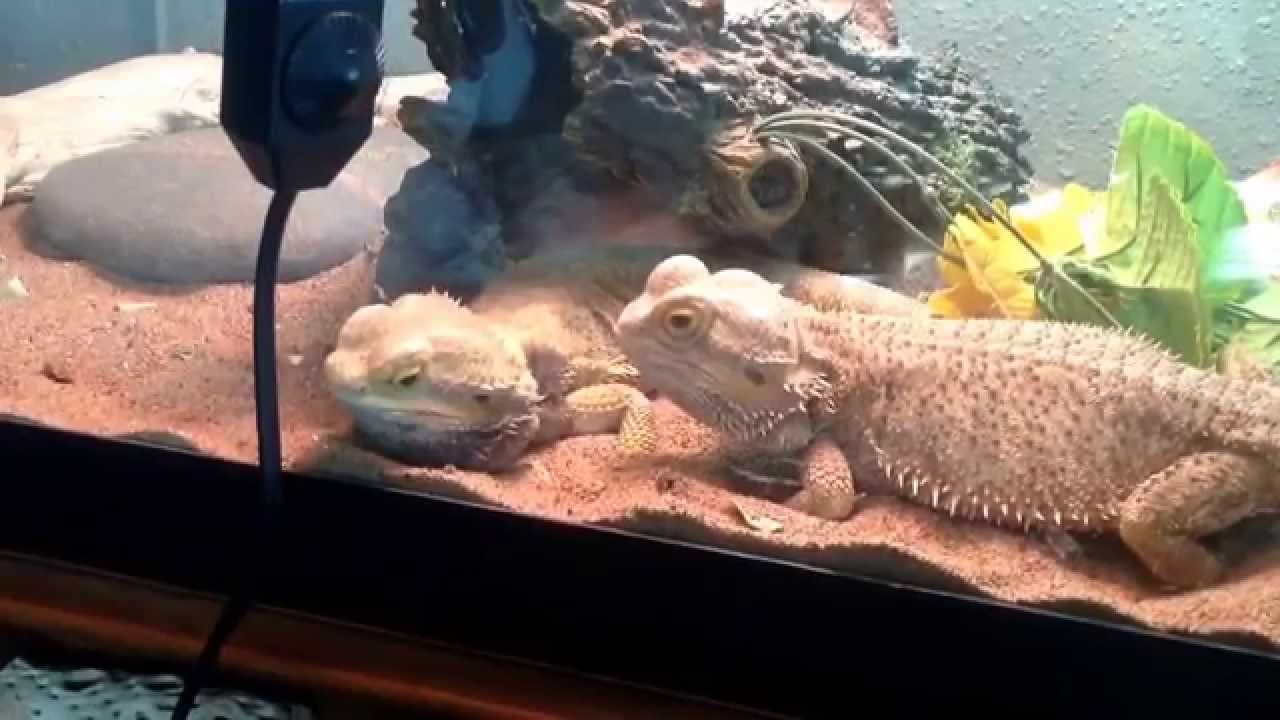 Bearded Dragon's Epic Battle - YouTube