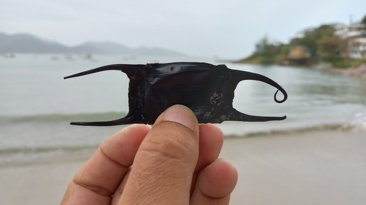 Encontrei um "Ovo de Raia ou Arraia" na praia em Garopaba - YouTube