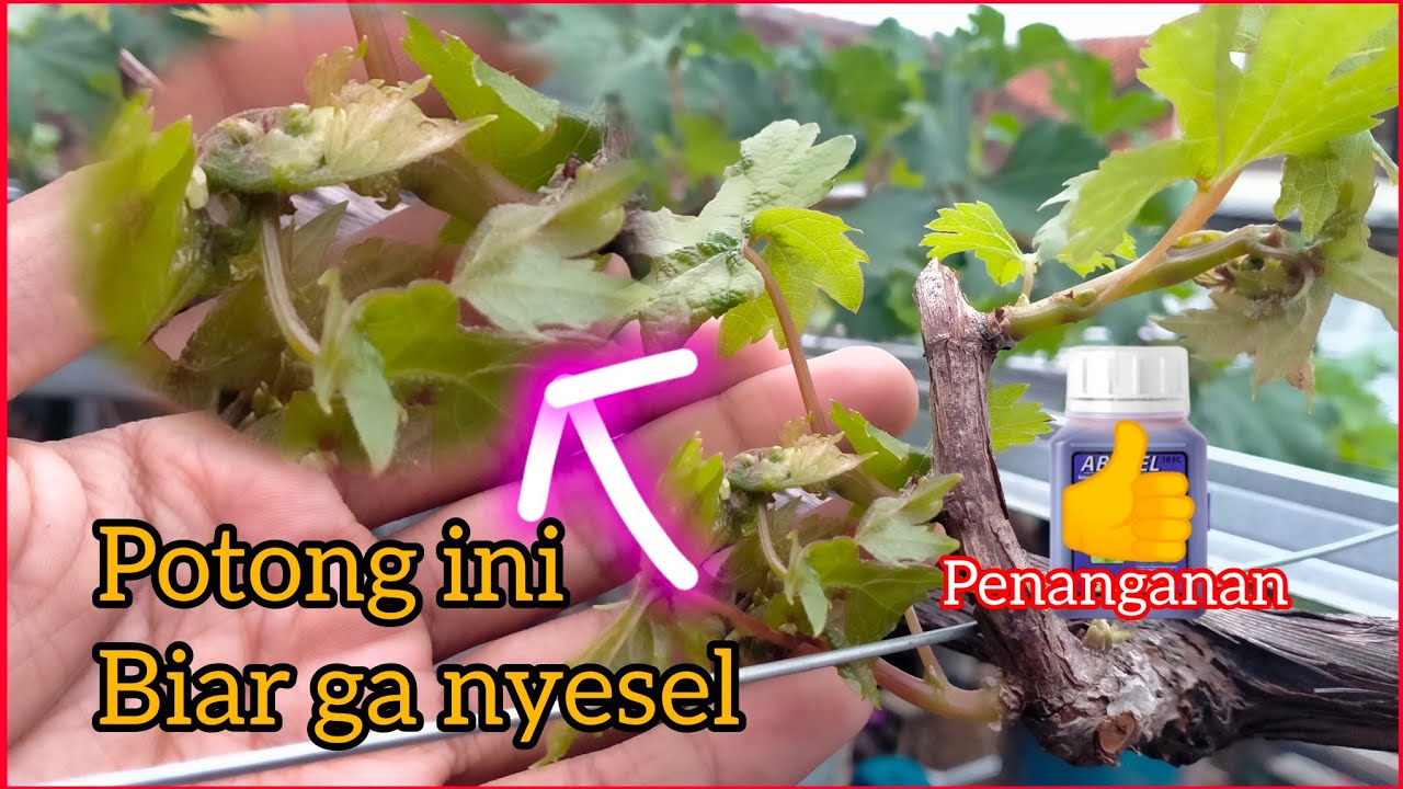 penanganan hama trips pada anggur ini Cara penanganan kalo pengen ...