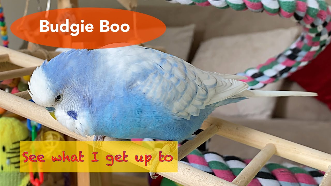 Boo’s a funny budgie - YouTube
