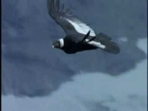 Condor Mallku por Kollahuara - YouTube