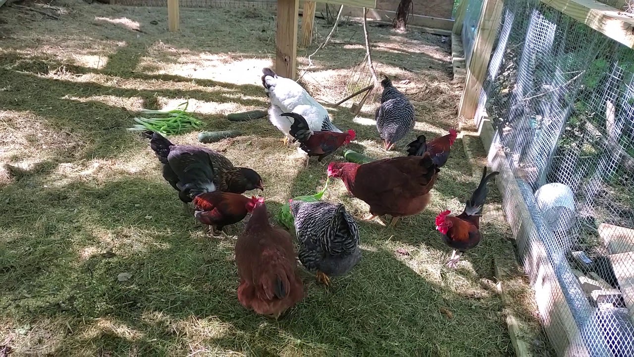 Morning chickens! And some kitchen scraps for treats! - YouTube