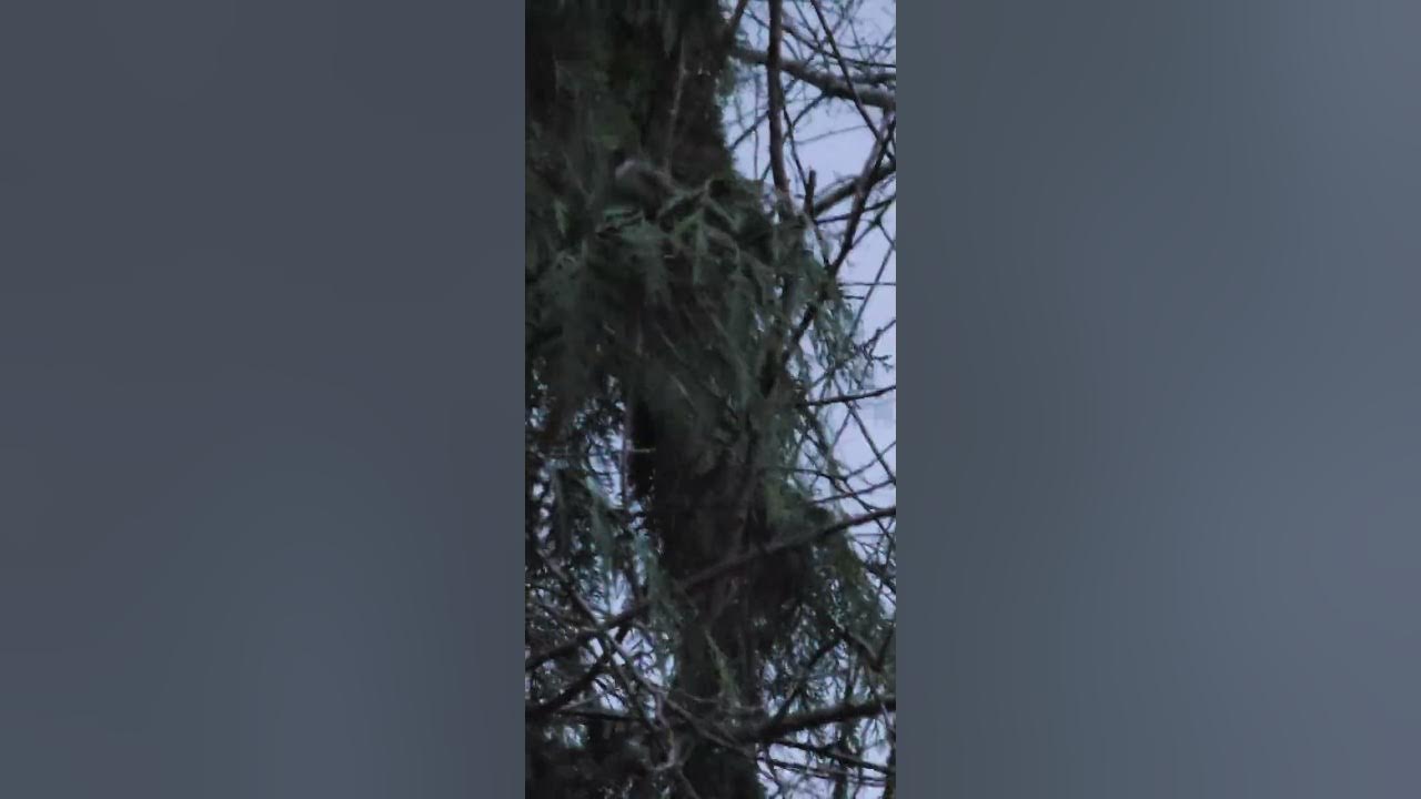 Hummingbird SO ANGRY About Wind - YouTube