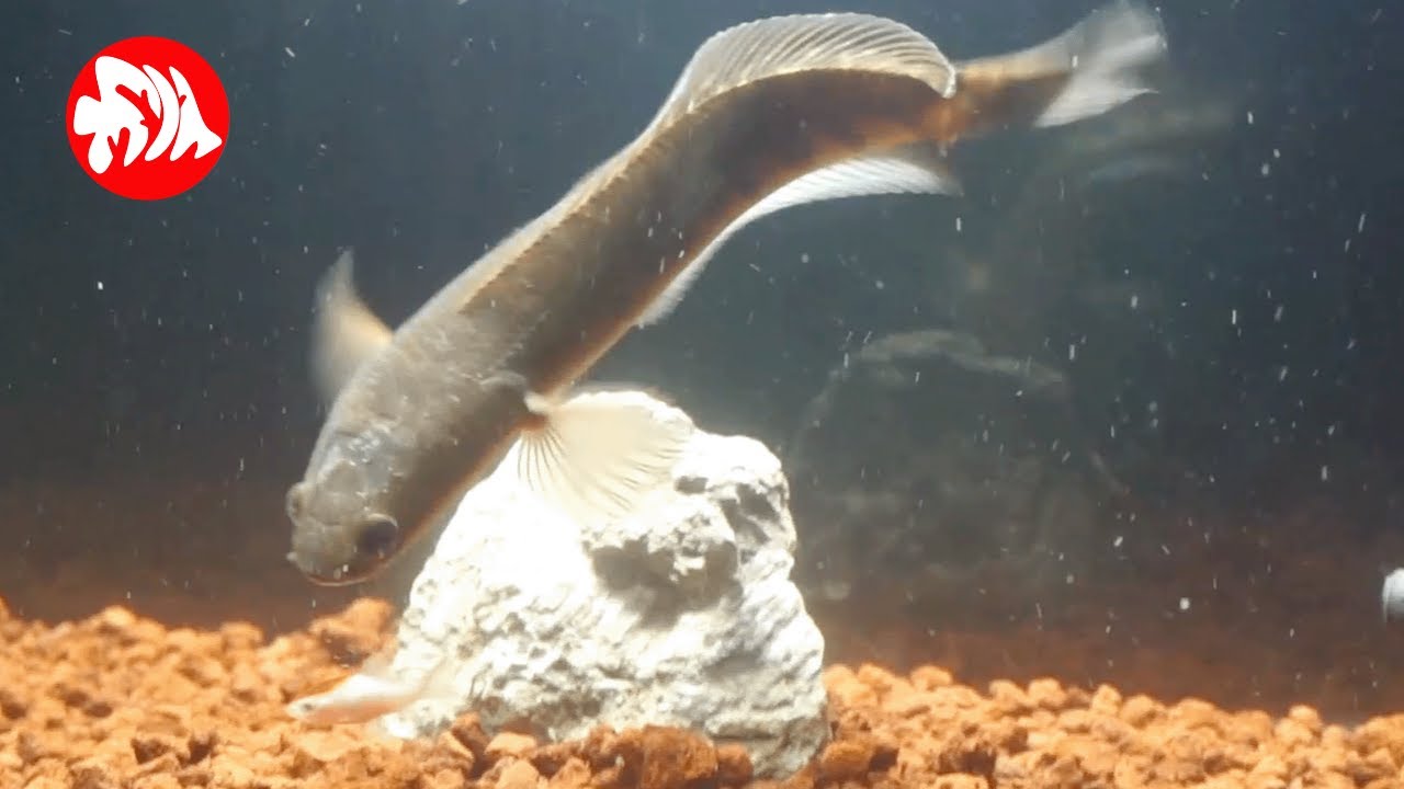 Ikan Canna Makan Ikan Todak Swordfish | FAUNA KITA - YouTube