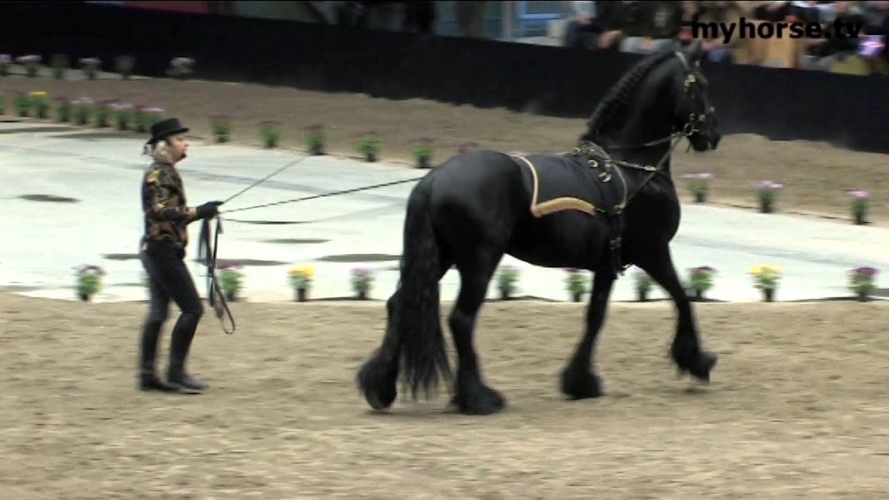 Klassisk Dressur med lange liner - Del 2 - YouTube