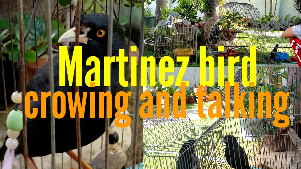 Martinez Bird / Crested Myna, Talking ,Crowing, Lovely ,Cage Bird - YouTube