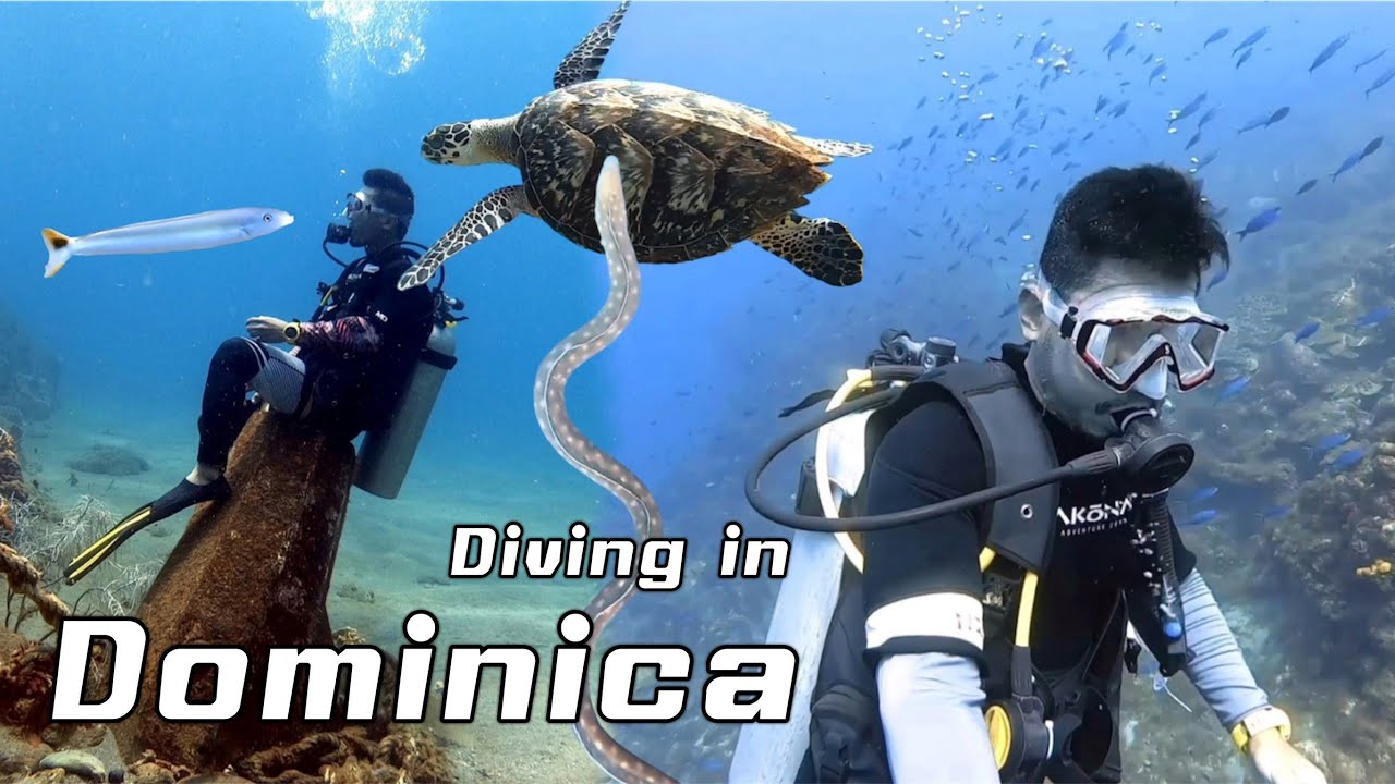 Diving in Dominica part 3 ดำน้ำ - YouTube