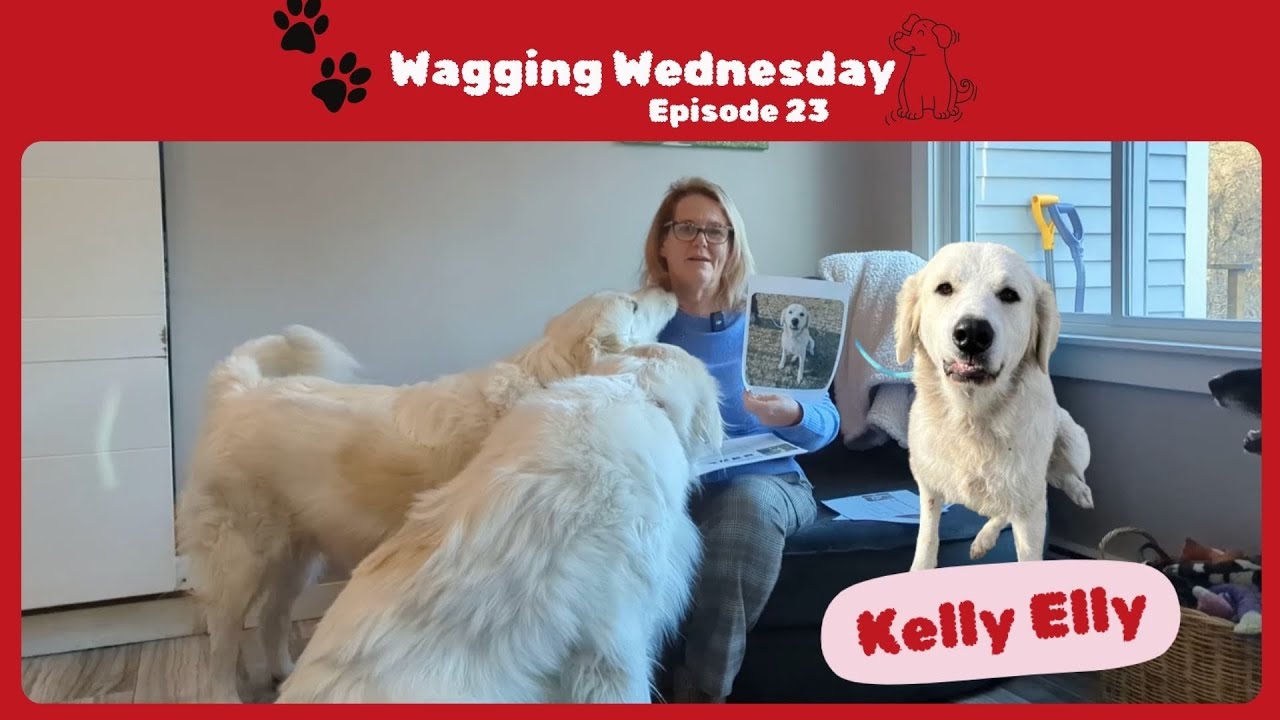 Wagging Wednesday ep.23-adopt Kelly Elly, a sweet little dog from Texas ...
