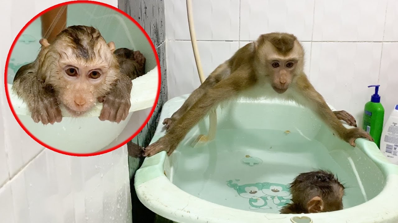 Dad Training Monkey DouDou Sit In The Water And Bathing - YouTube