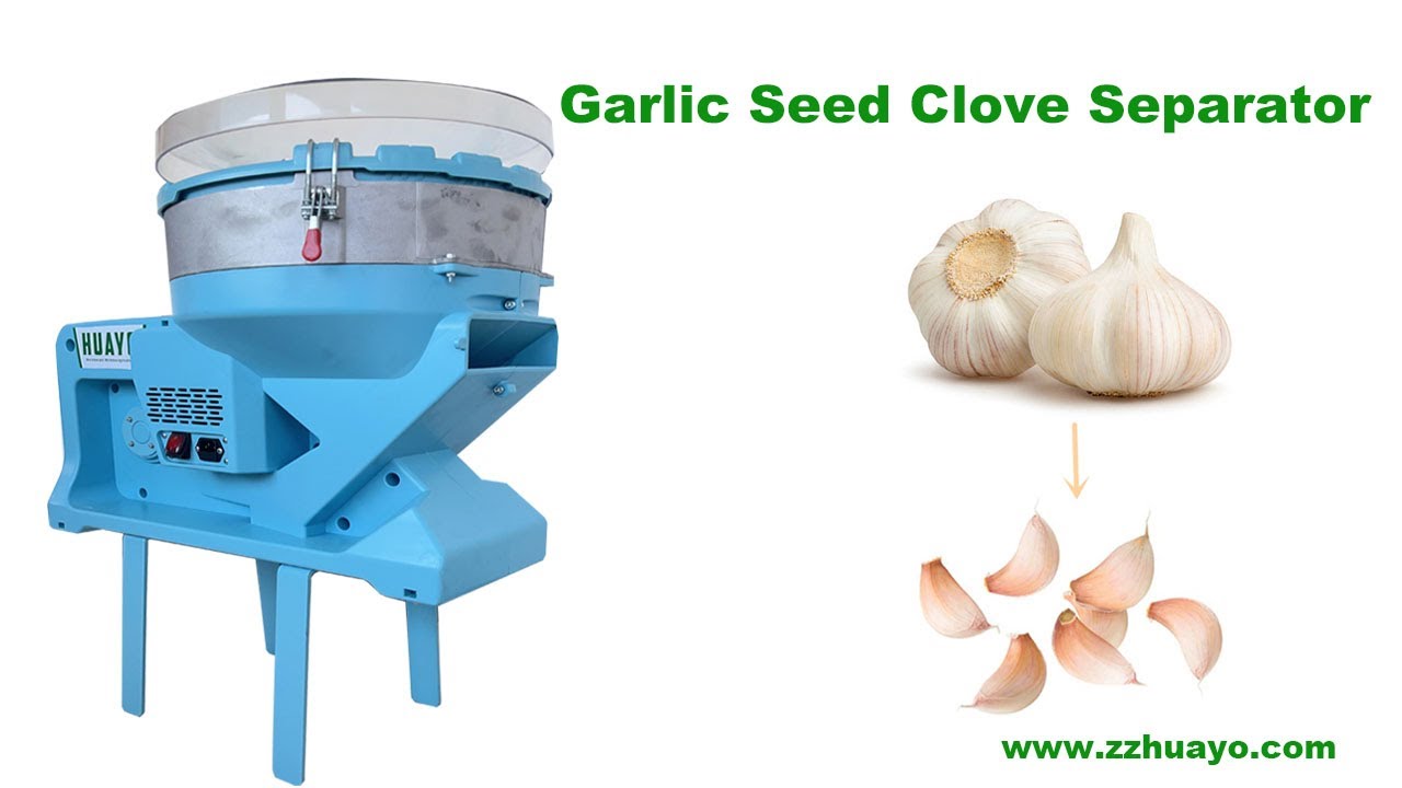 Cracking and Grading Garlic Bulb efficiently to get good Seed Garlic ...