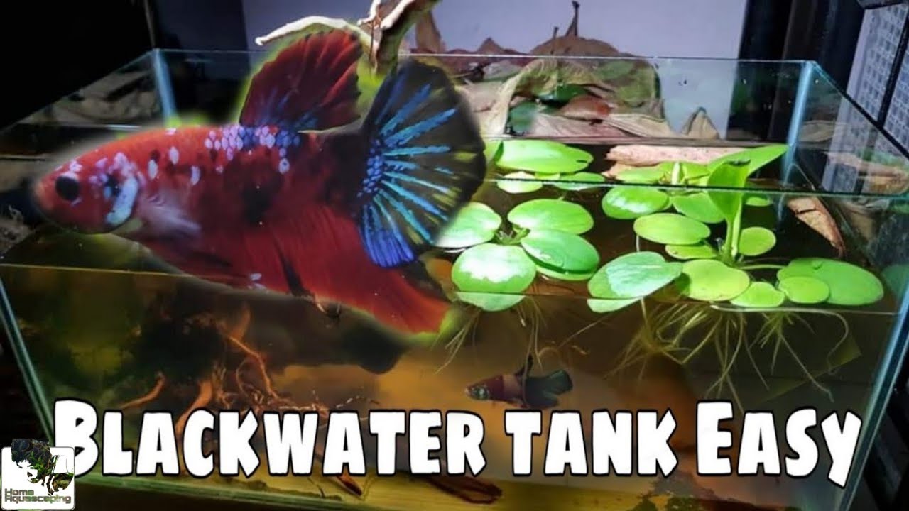 HOW TO Setup Blackwater Tank for Betta |Membuat Aquascape|水草造景 - YouTube