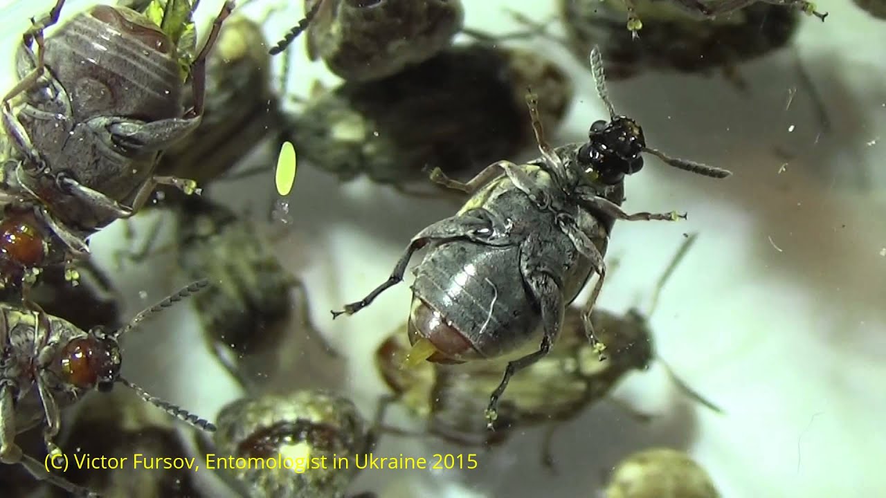 Under Microscope: Oviposition of Bean Weevil Megabruchidius dorsalis ...