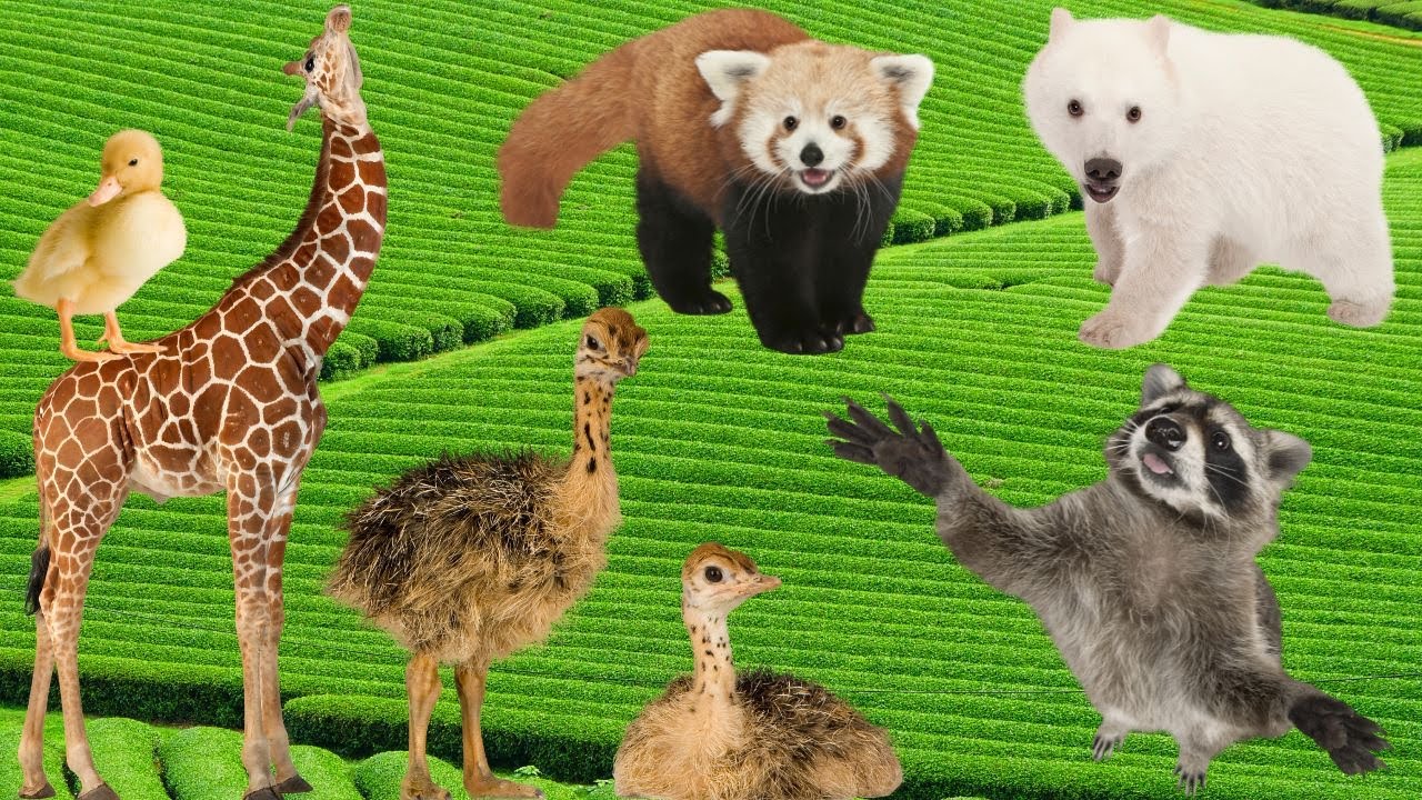 Animal sounds around us, familiar animals: Panda, tiger, lion, elephant ...